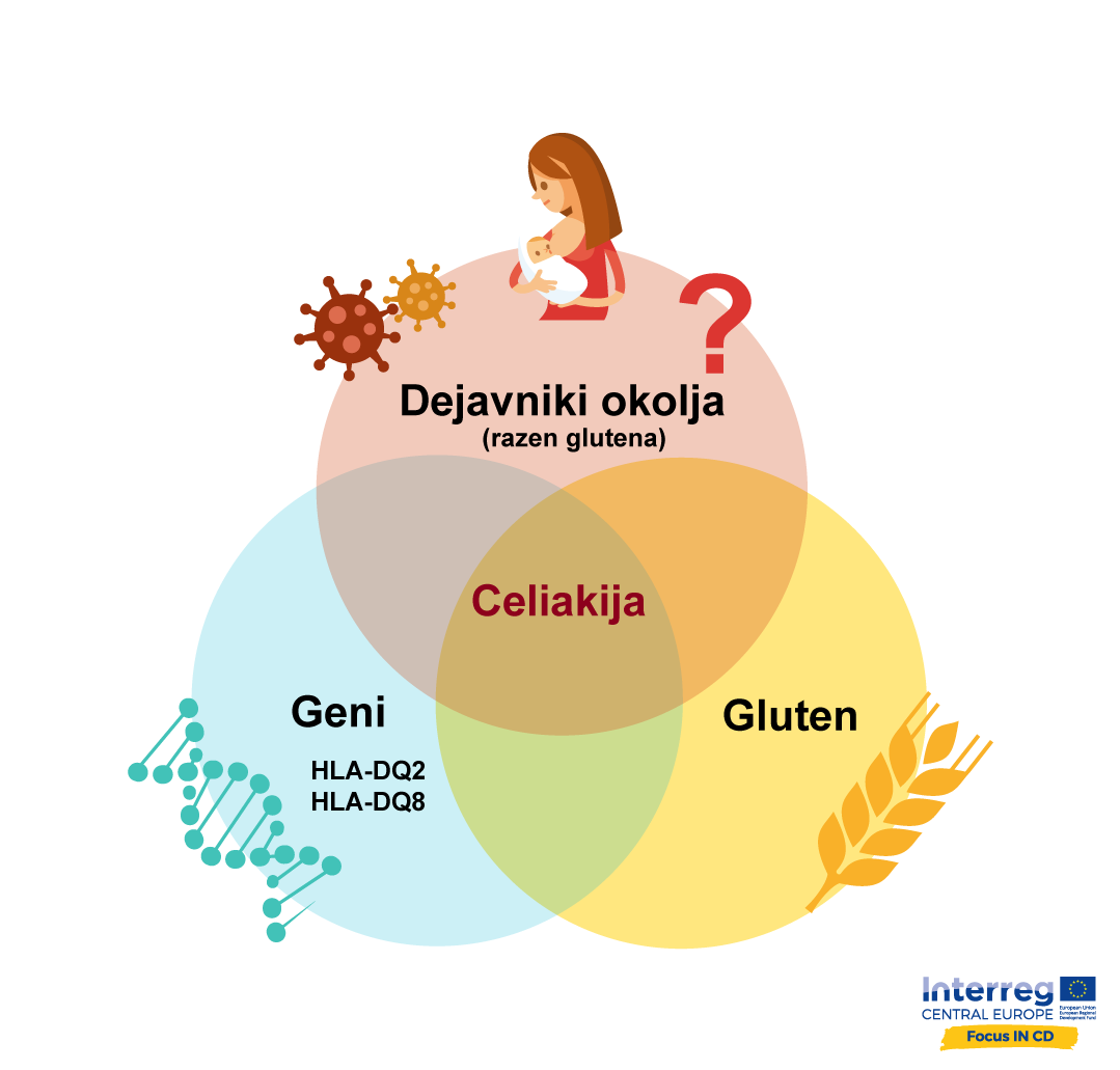 Obravnava celiakije: Lekcija 1: Celiakija – Osnove: 1.2 Kaj je celiakija?