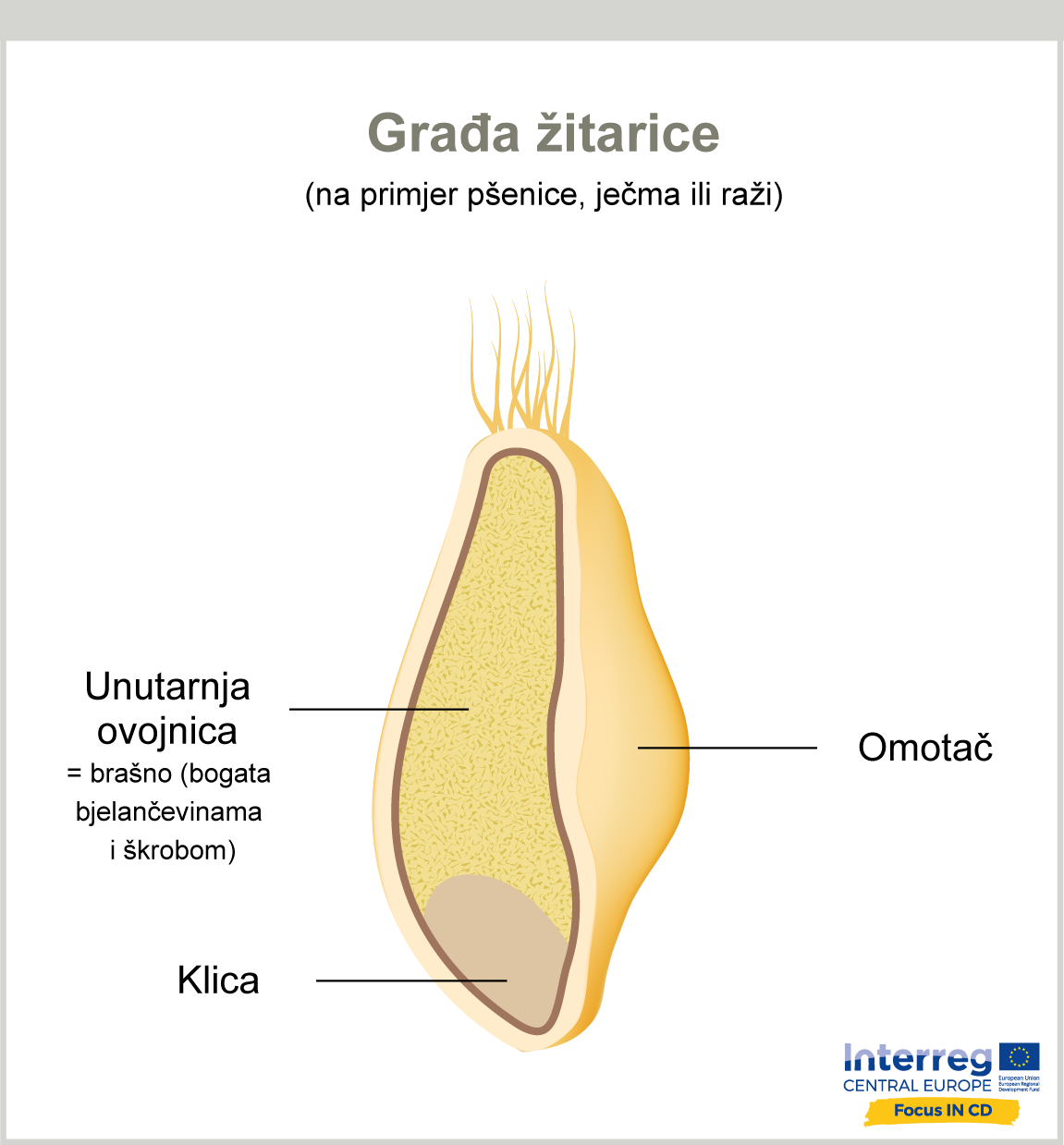 Nadziranje celijakije: 1. lekcija: Celijakija – osnove: 1.1 Što je gluten?