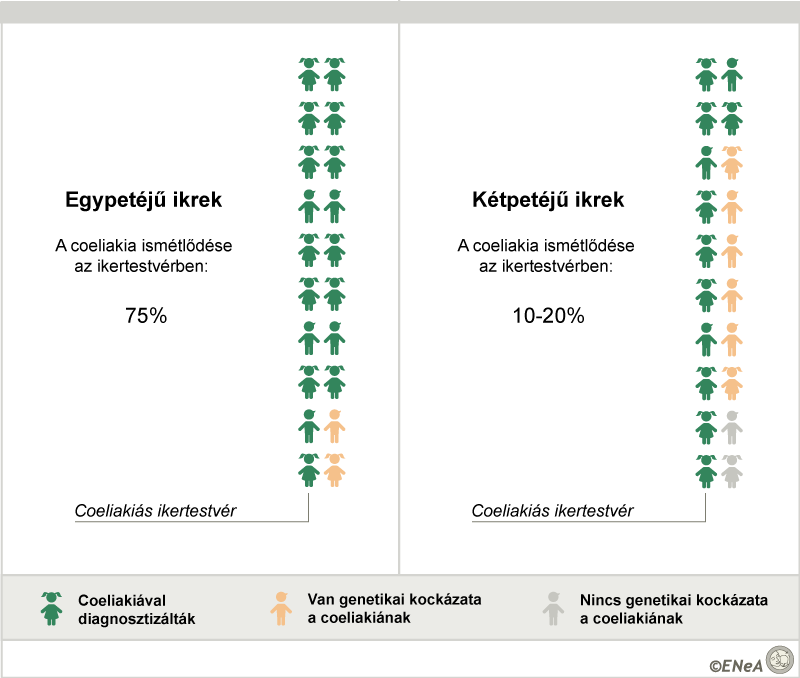 A coeliakiáról pácienseknek: 2. Lecke: Miért van az hogy egyeseknél ...