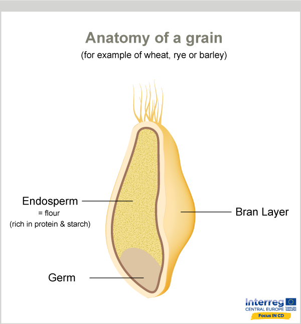 Online Course "Celiac Facts" for Physicians & Dietitians: Lesson 1 ...