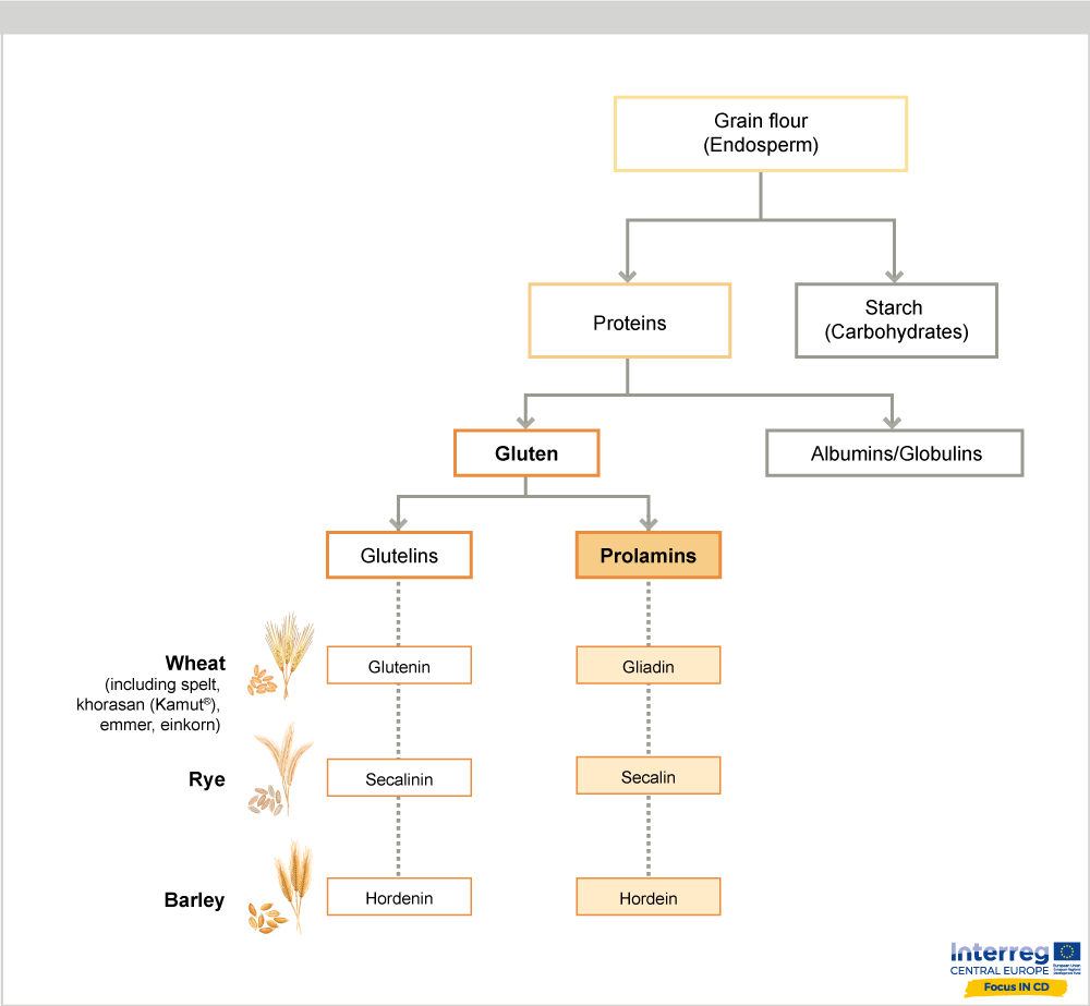 Online Course "Celiac Facts" for Physicians & Dietitians: Lesson 1 ...